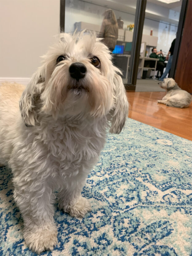 The Slumbering Herd Art Blog | Artist: Cindy Dauer