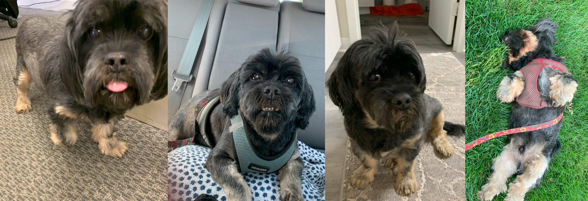 The Slumbering Herd Art Blog | Artist: Cindy Dauer