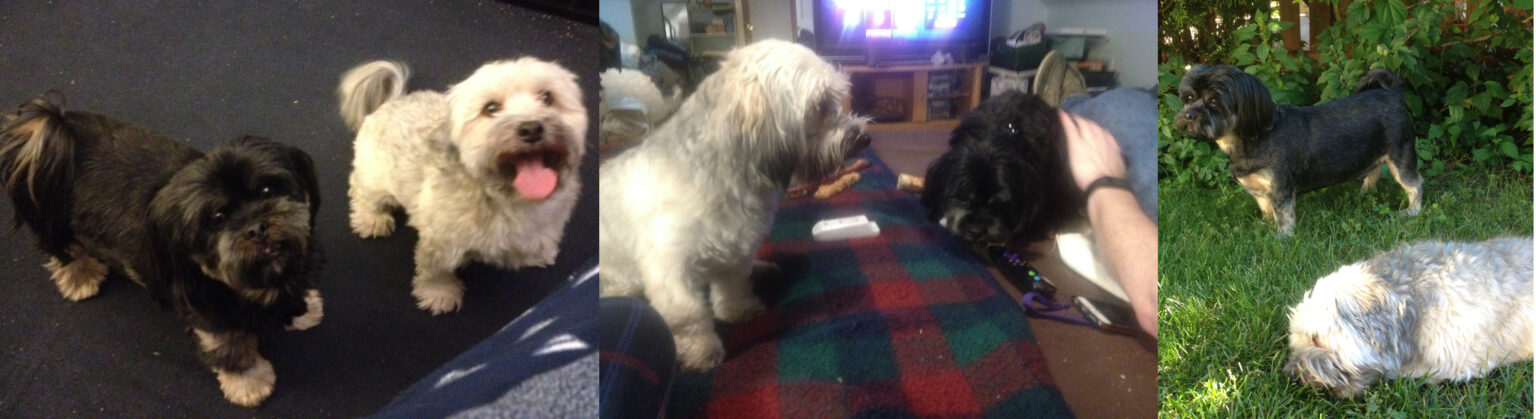 The Slumbering Herd Art Blog | Artist: Cindy Dauer