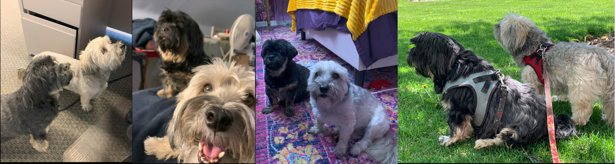 The Slumbering Herd Art Blog | Artist: Cindy Dauer