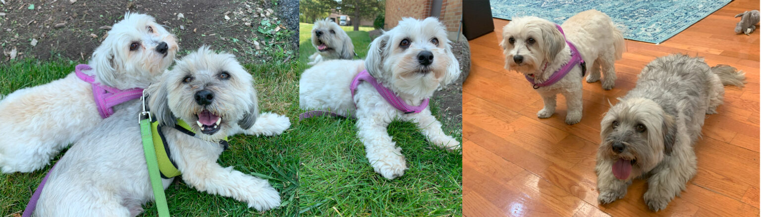 The Slumbering Herd Art Blog | Artist: Cindy Dauer