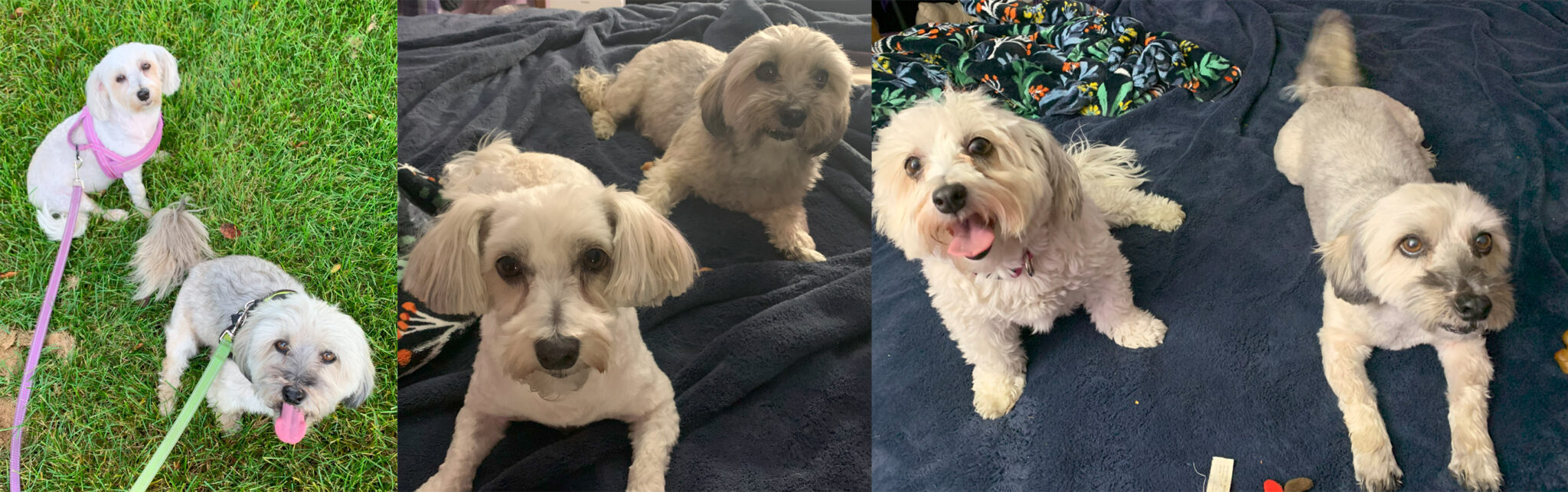 The Slumbering Herd Art Blog | Artist: Cindy Dauer