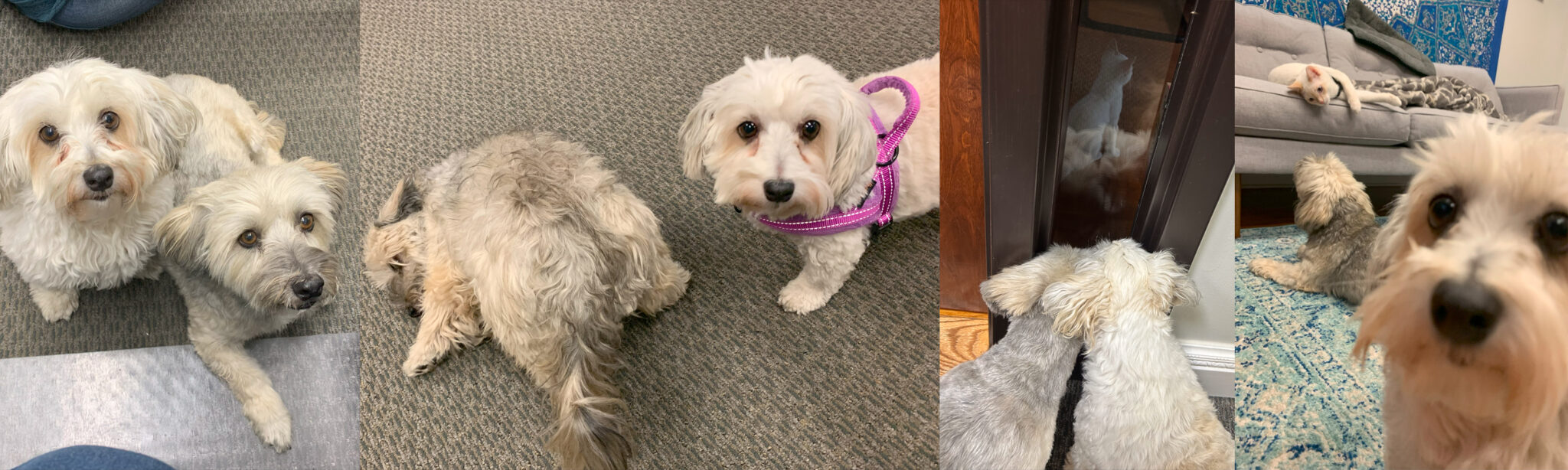 The Slumbering Herd Art Blog | Artist: Cindy Dauer