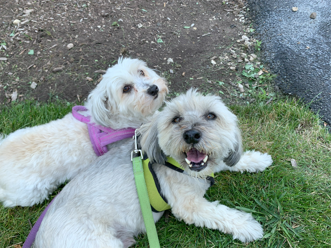 The Slumbering Herd Art Blog | Artist: Cindy Dauer